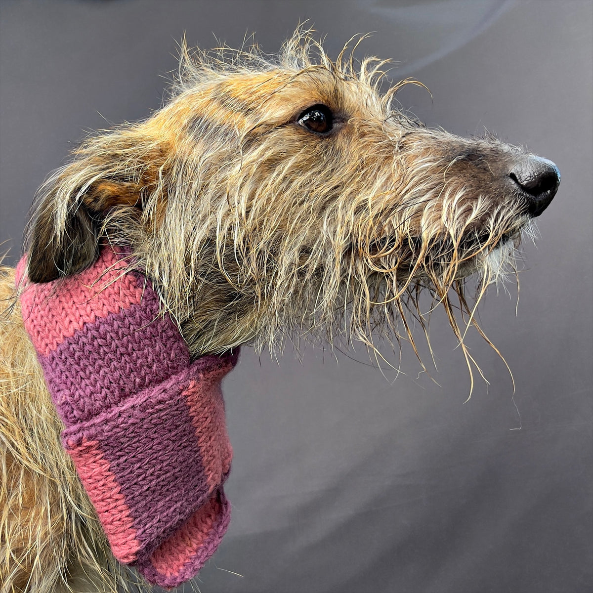 Cruelty free Real wool Smithy Mauve Stripe Pull-On Dog Neck Warmer ...