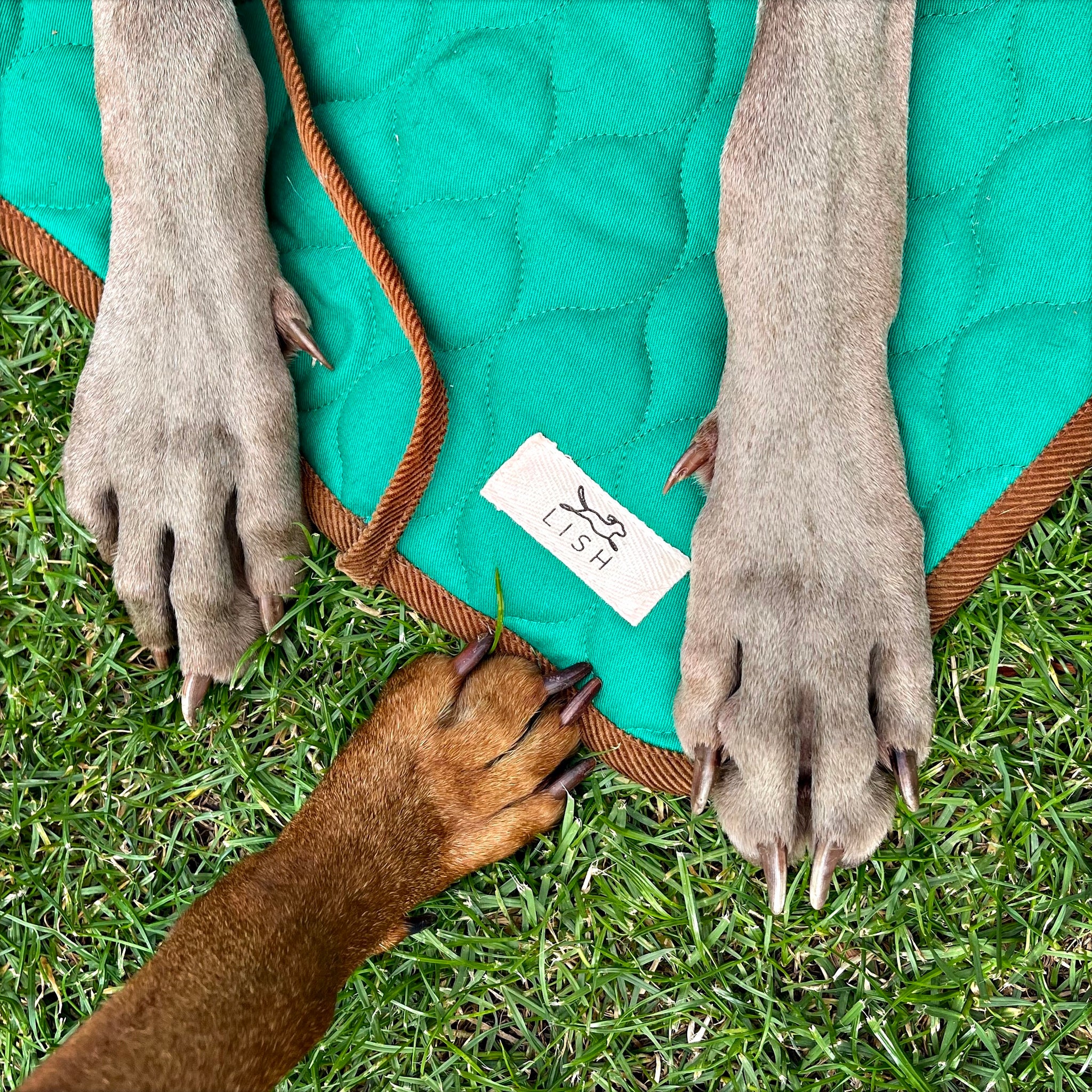 LISH - Canine Couture