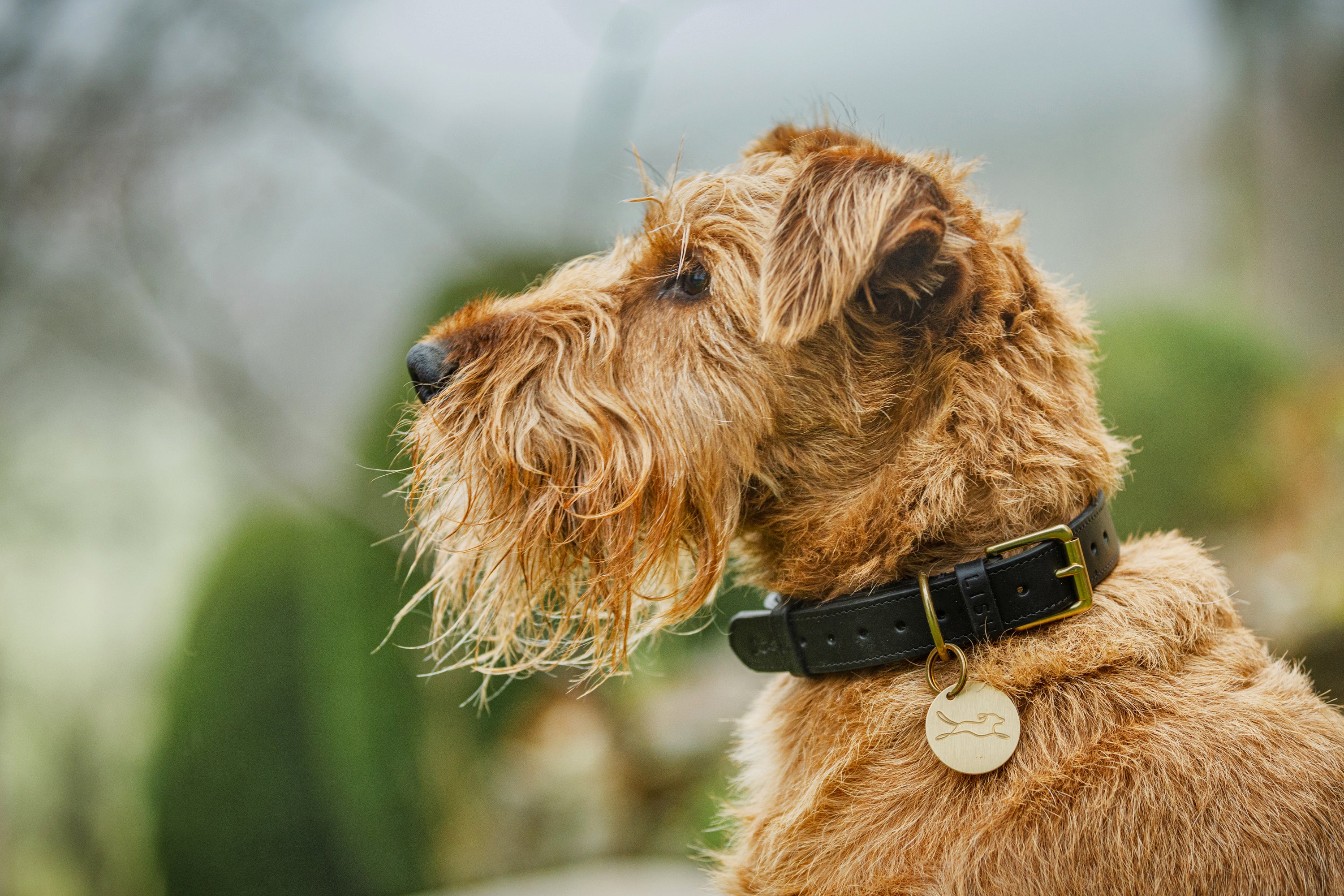 LISH - Canine Couture