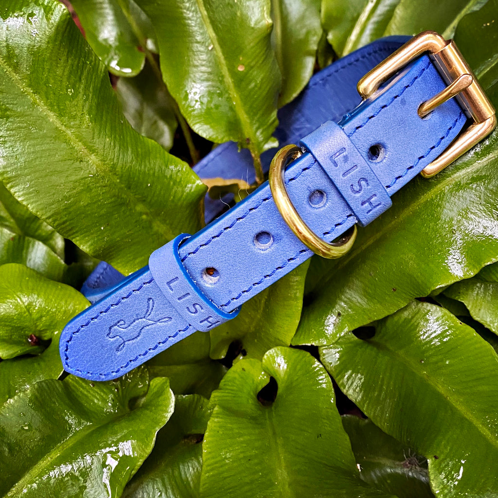 Coopers Cobalt Blue Luxury Leather Designer Dog Collar | LISH
